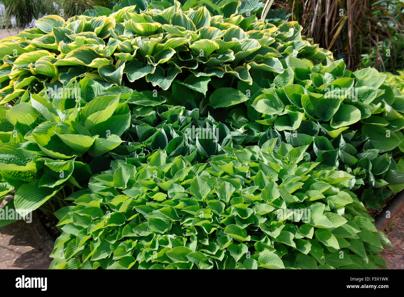 Hostas hi-res stock photography and images - Alamy
