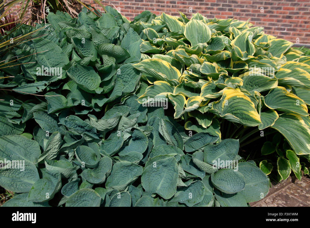 Mixed hostas in bed Stock Photo - Alamy
