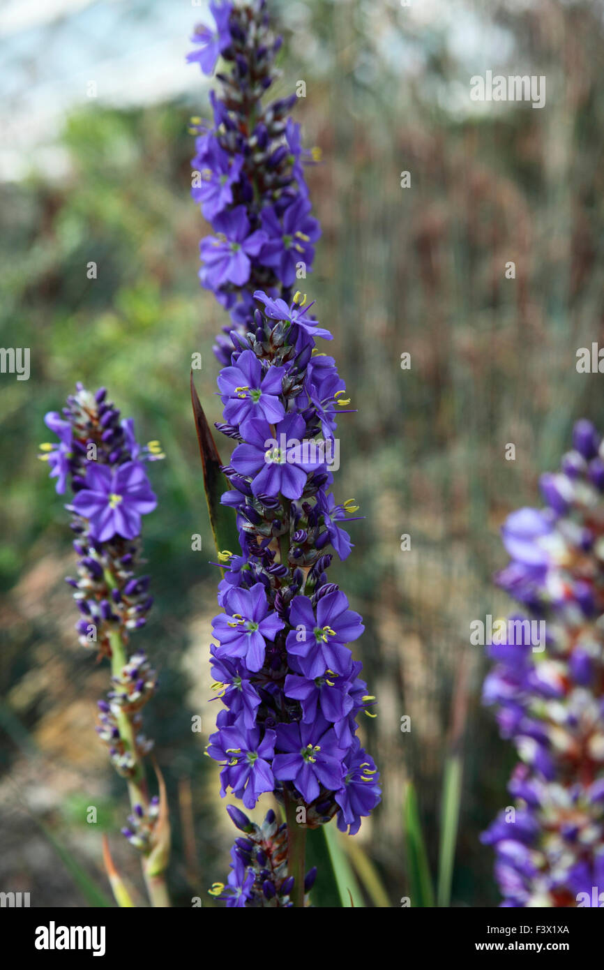 Aristea major close up of flower spike Stock Photo - Alamy