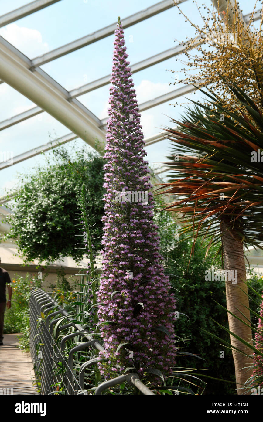 Echium plant hi-res stock photography and images - Alamy
