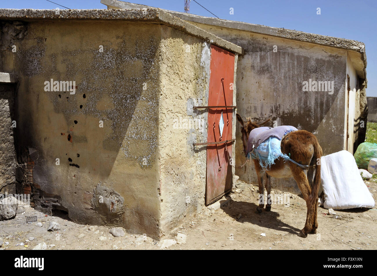 Morocco donkeys for transportation Stock Photo - Alamy