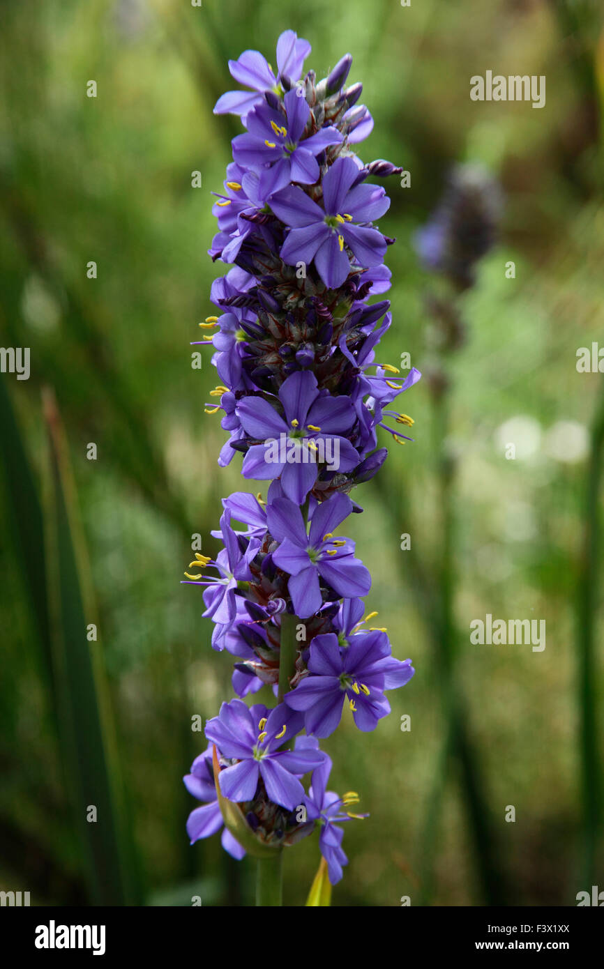Aristea Major High Resolution Stock Photography and Images - Alamy