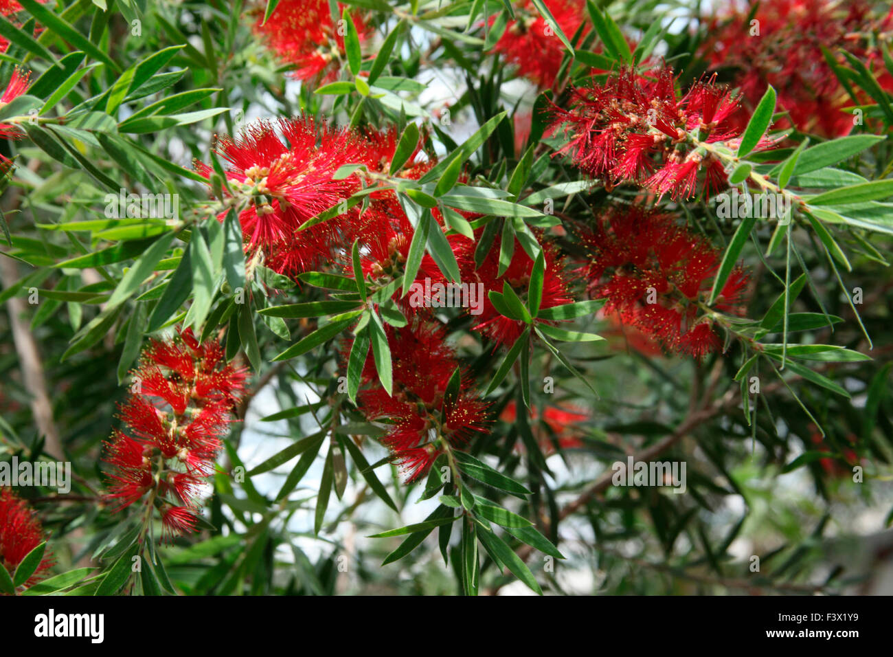 Callistemon speciosa shrub in flower Stock Photo - Alamy