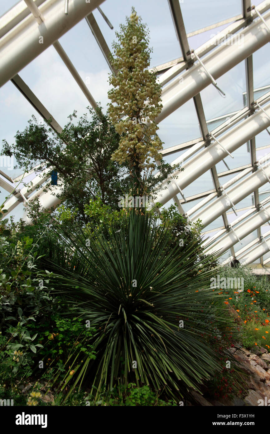 Yucca plant flower hi-res stock photography and images - Alamy