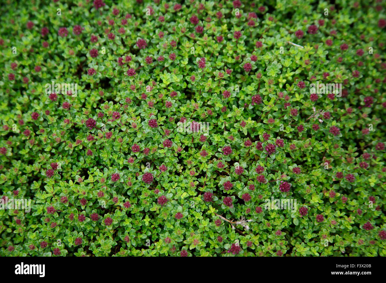 Creeping red thyme hi-res stock photography and images - Alamy