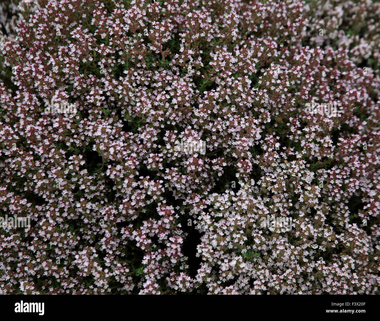 Common thyme thymus vulgaris hi-res stock photography and images - Alamy