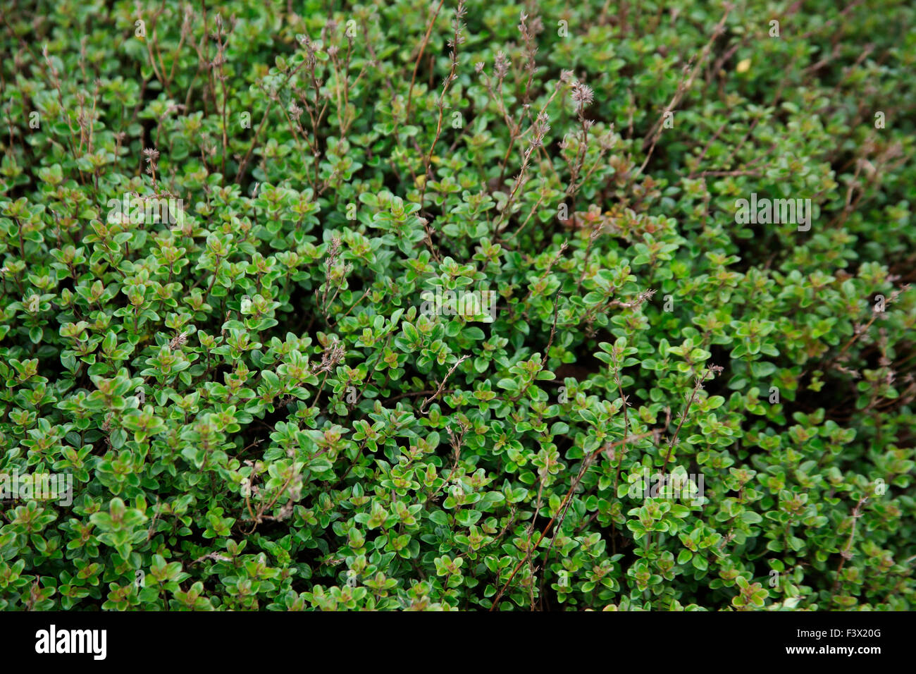 Thymus pulegoides Broad leaved thyme close up of plant Stock Photo - Alamy