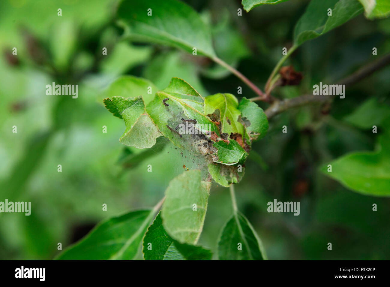 Yponomeuta spp Small ermine moth webbing tent on apple leaves Stock ...