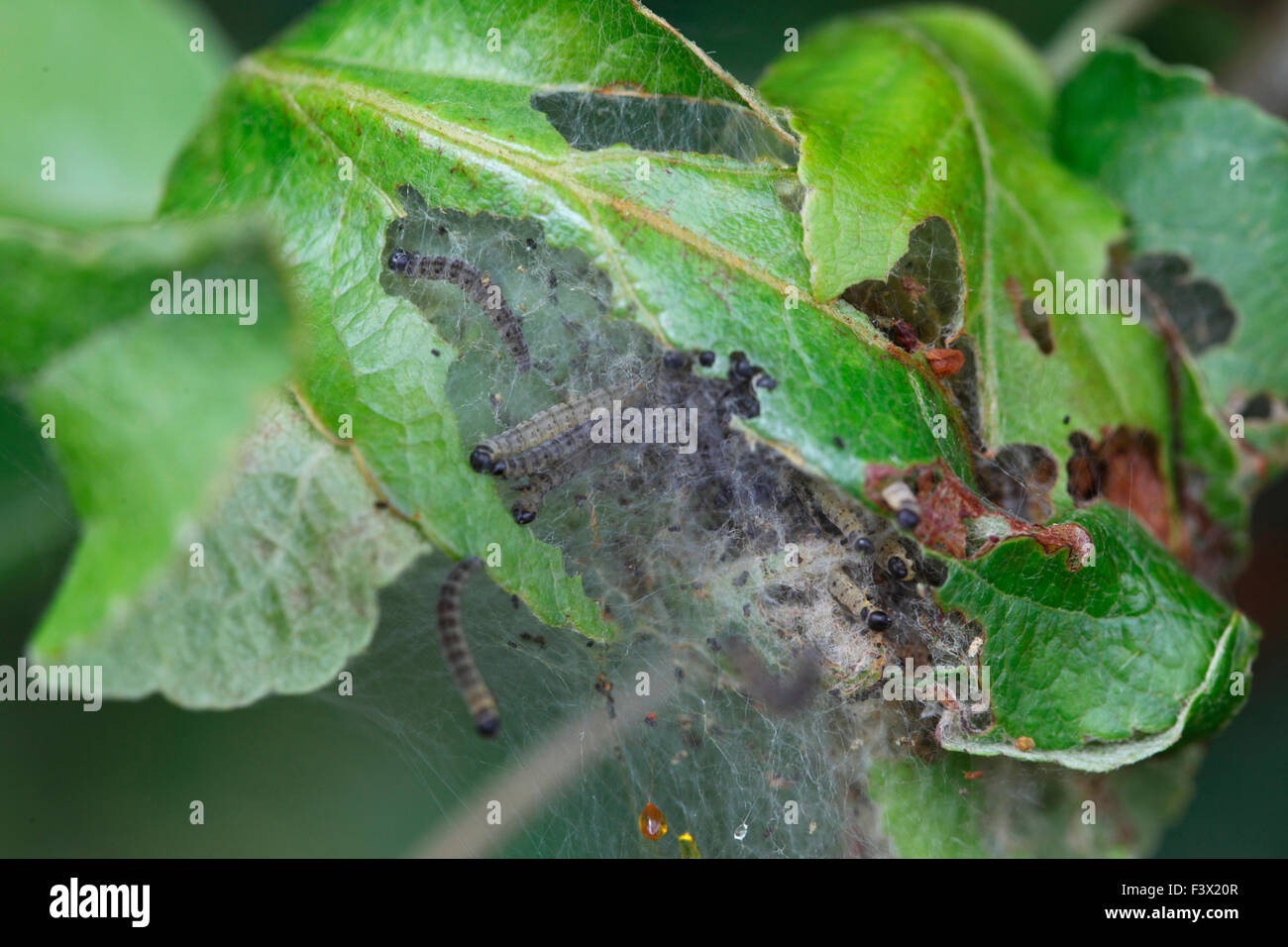 Webbing Moth High Resolution Stock Photography and Images - Alamy