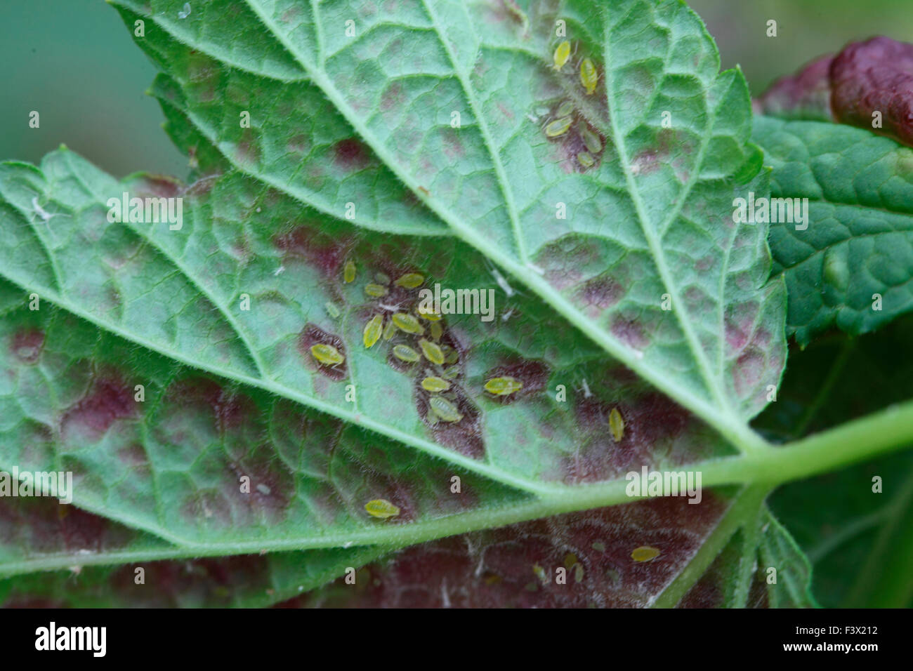 Cryptomyzus ribis Red current blister aphid colony on underside of leaf ...