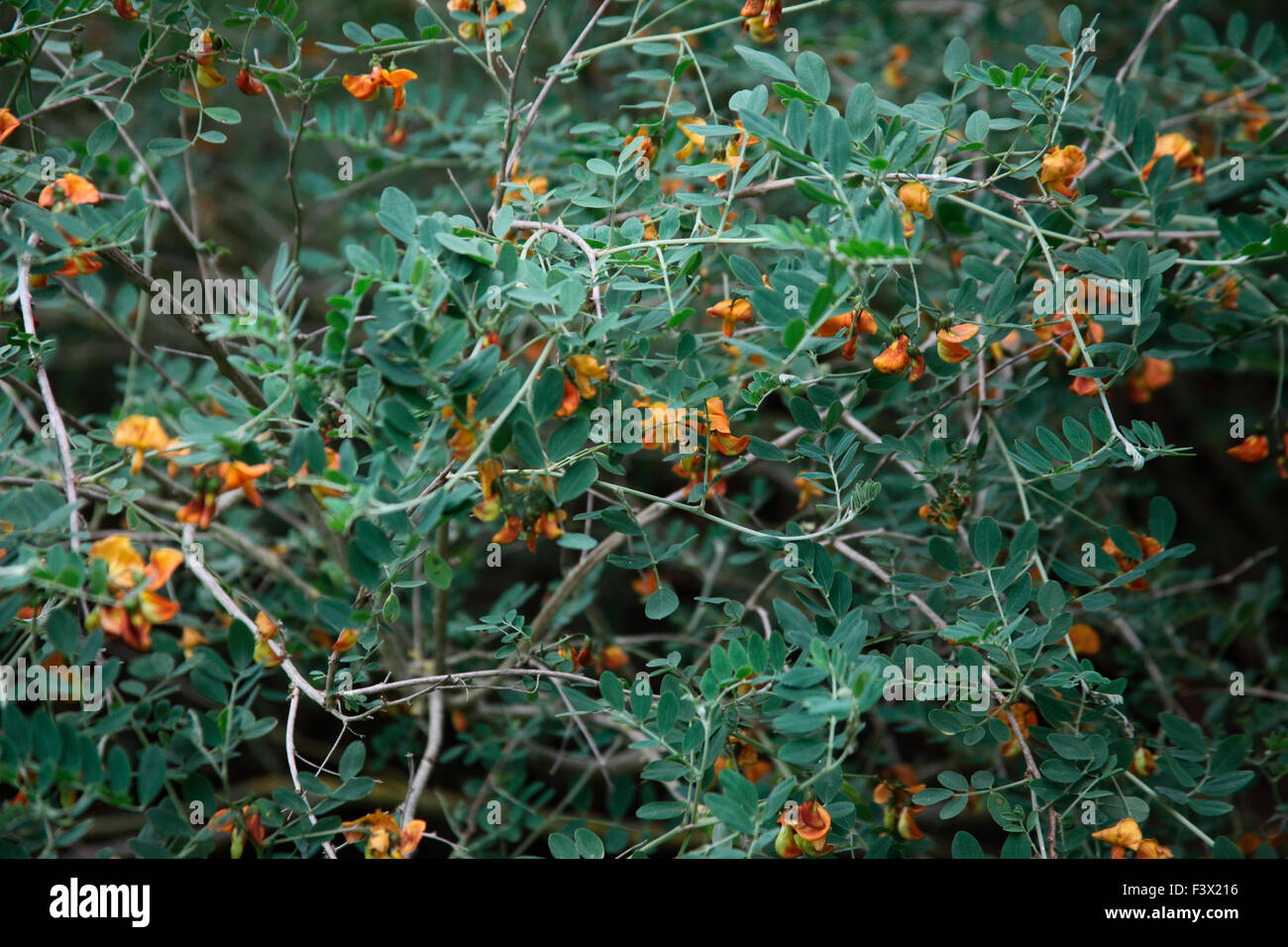 Coultea persica close up of flowers Stock Photo - Alamy