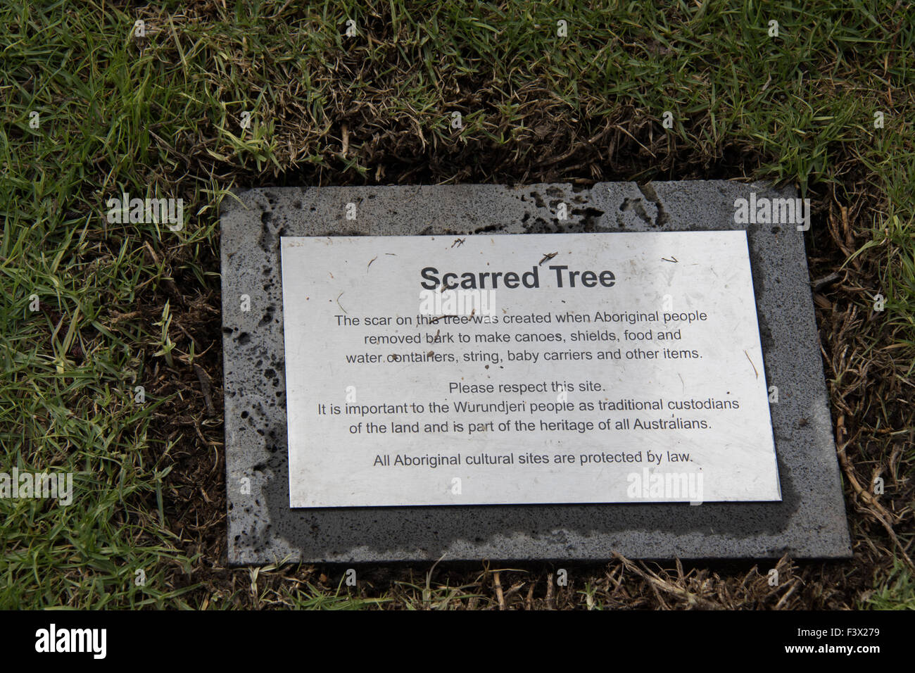 Scarred tree hi-res stock photography and images - Alamy