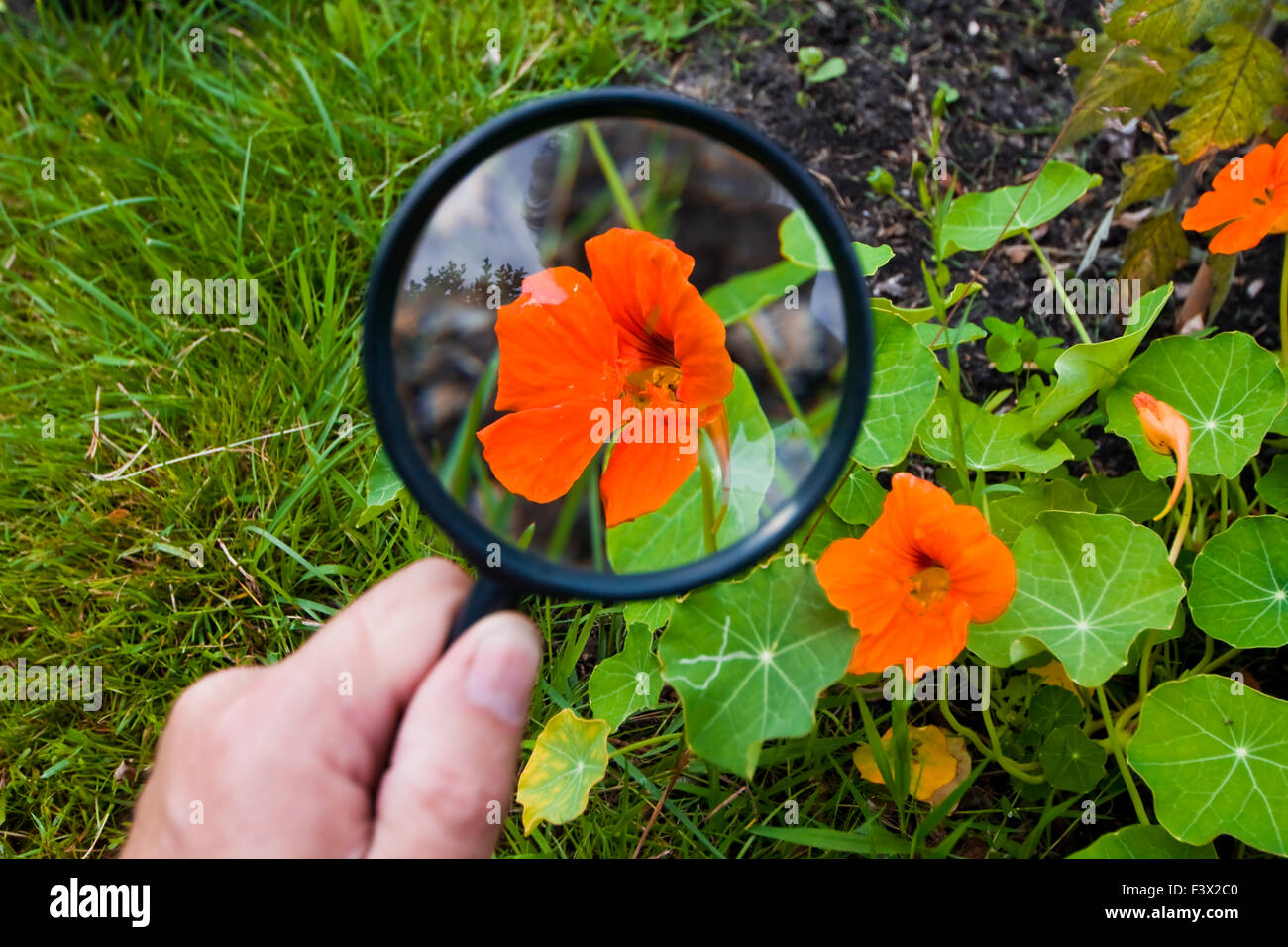 Magnifier hi-res stock photography and images - Alamy