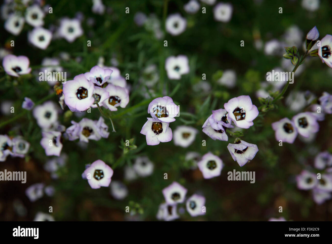 Gilla tricolor close up flowers hi-res stock photography and images - Alamy