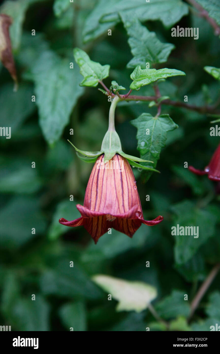 Canarina canariensis Canary Island bellflower close up of flower Stock ...