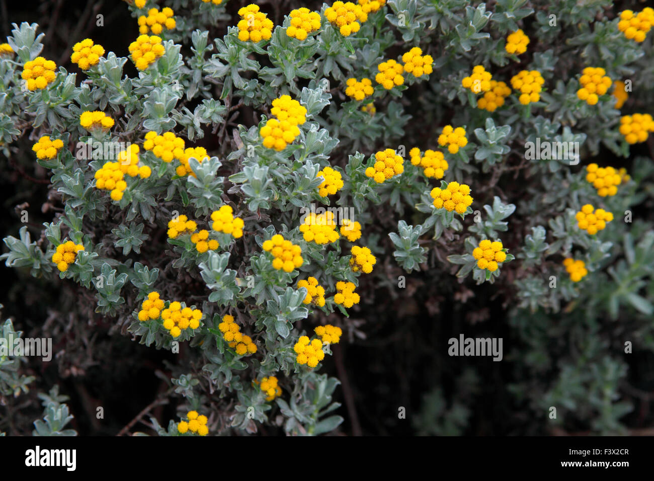 Helichrysum flower hi-res stock photography and images - Alamy