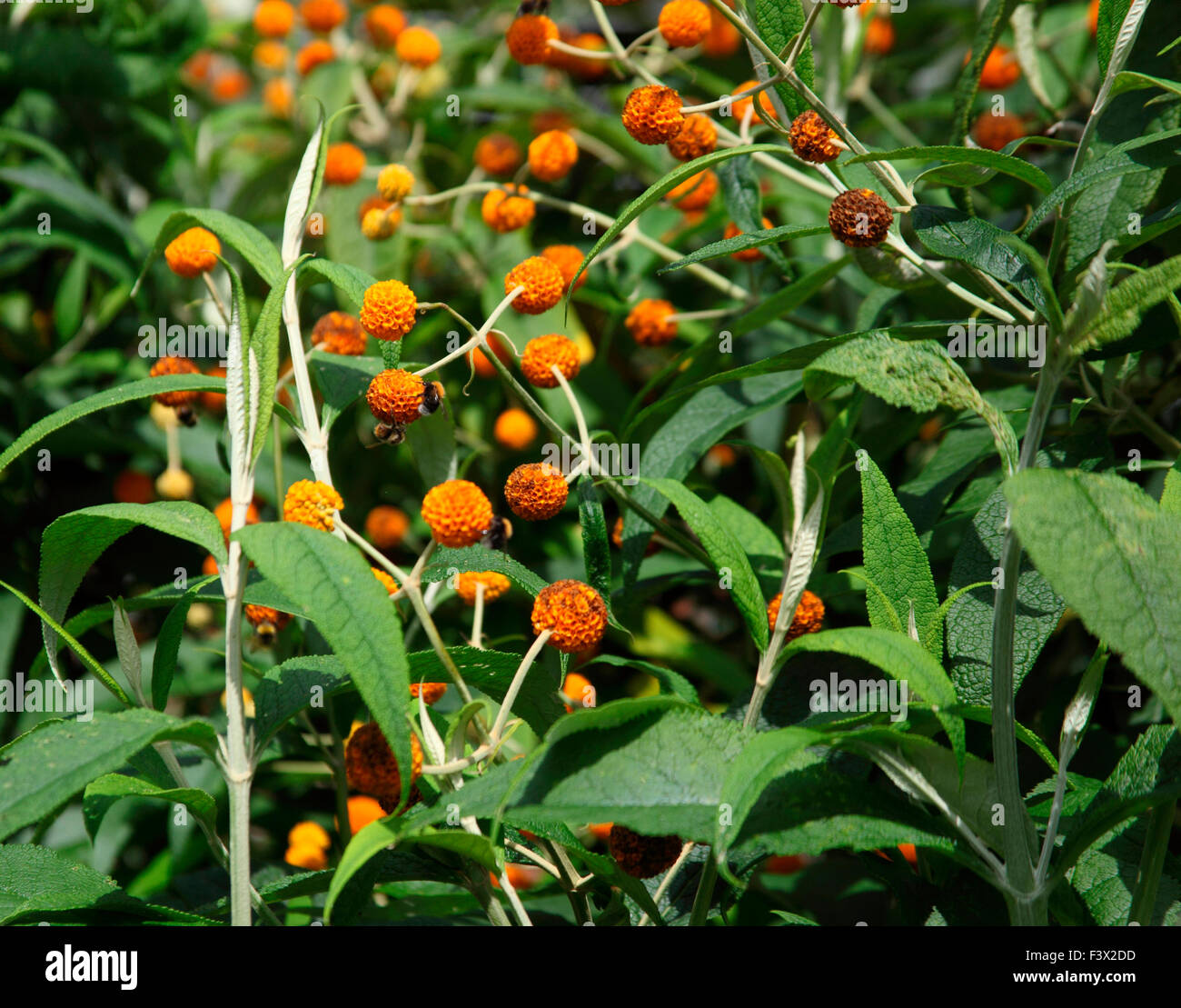 Buddleja Globosa shrub in flower Stock Photo - Alamy