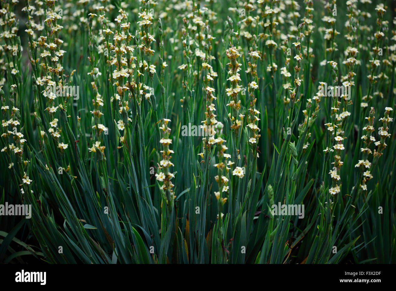Libertia formosa plants in flower Stock Photo - Alamy