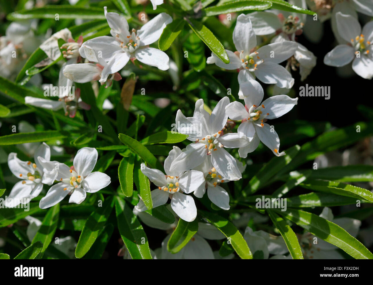 Choisya 'Aztec Pearl' close up of shrub in flower Stock Photo - Alamy