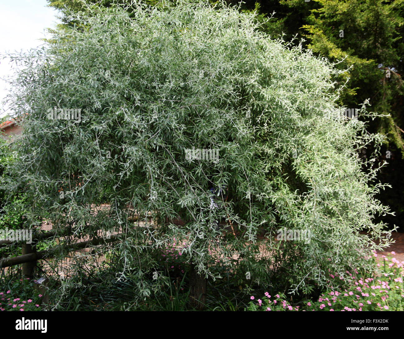 Pyrus Salicifolia Pendula High Resolution Stock Photography and Images ...