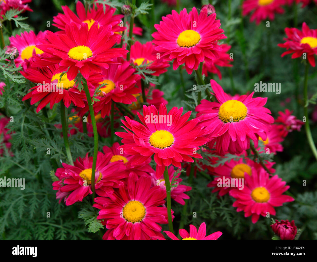 Tanacetum coccineum hi-res stock photography and images - Alamy