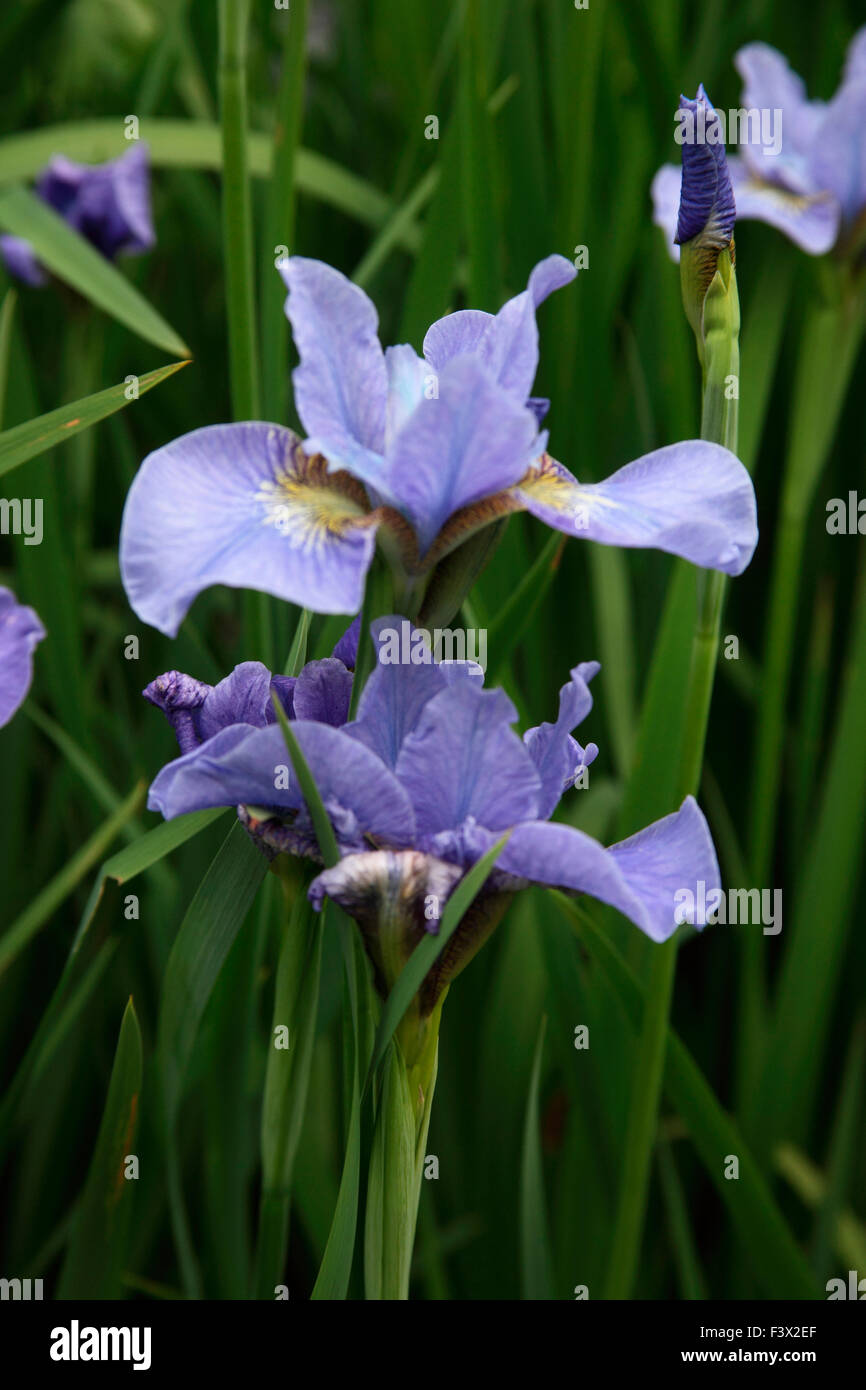 Iris 'Silver Edge' plants in flower Stock Photo - Alamy