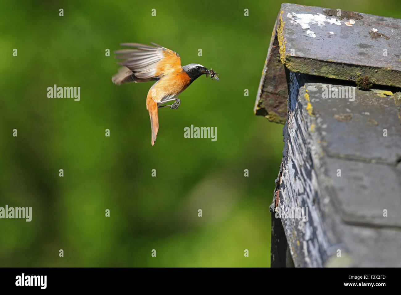 Male flying nest entrance hi-res stock photography and images - Alamy