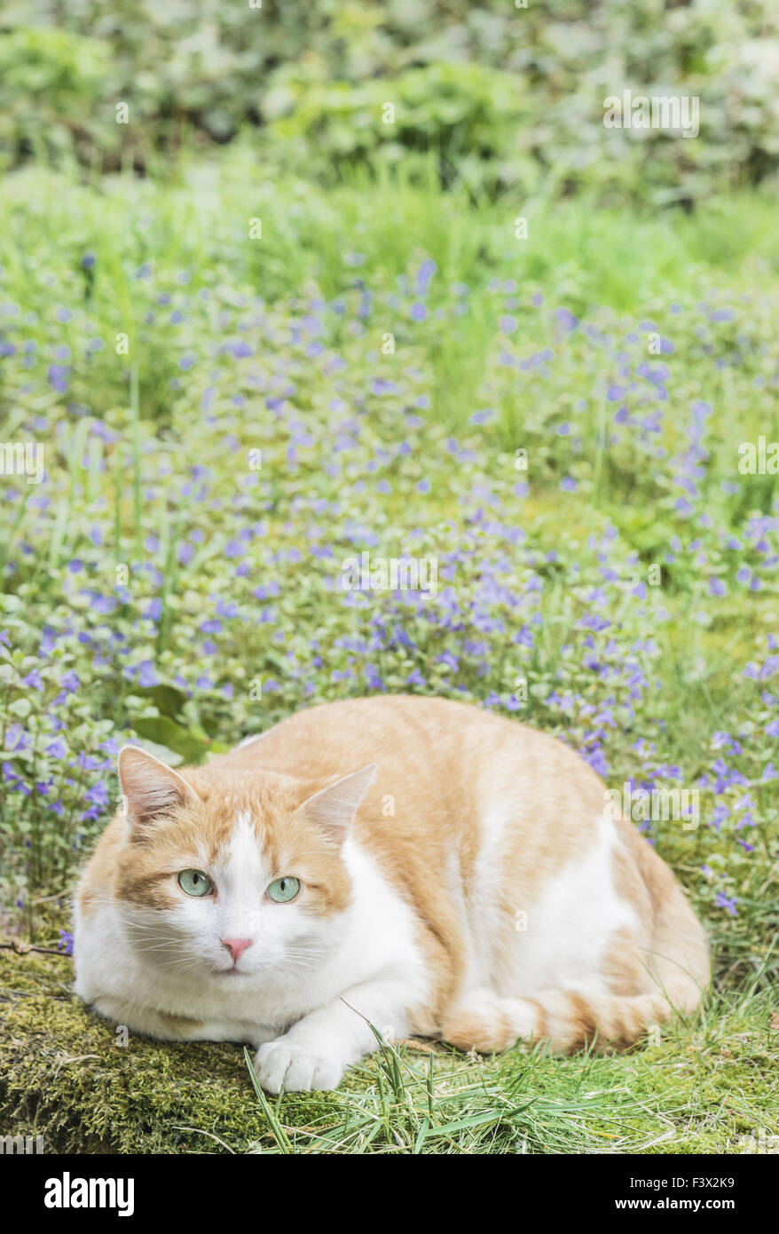 cat on a meadow, vertical Stock Photo - Alamy