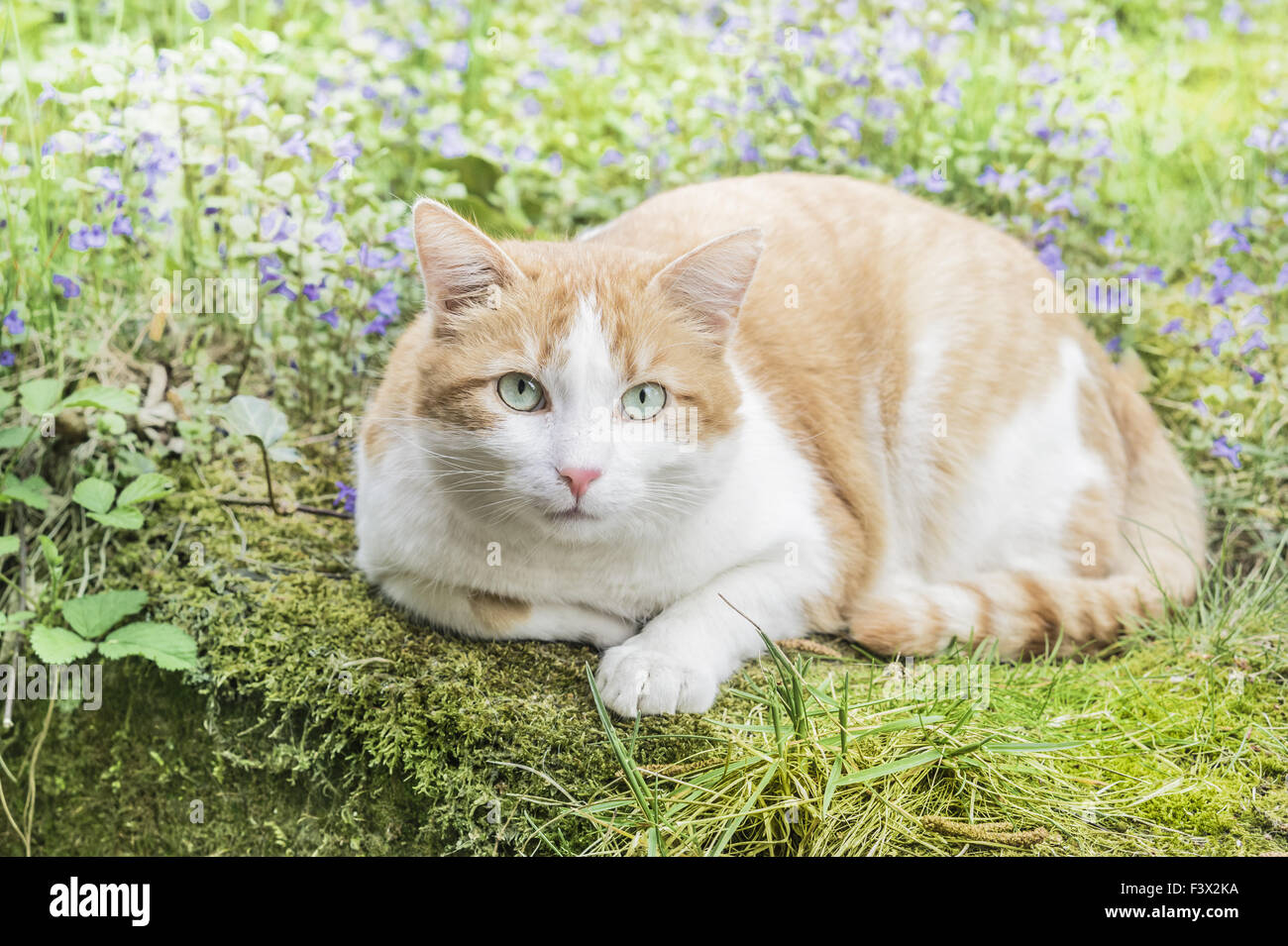 cat on a meadow, horizontal Stock Photo - Alamy