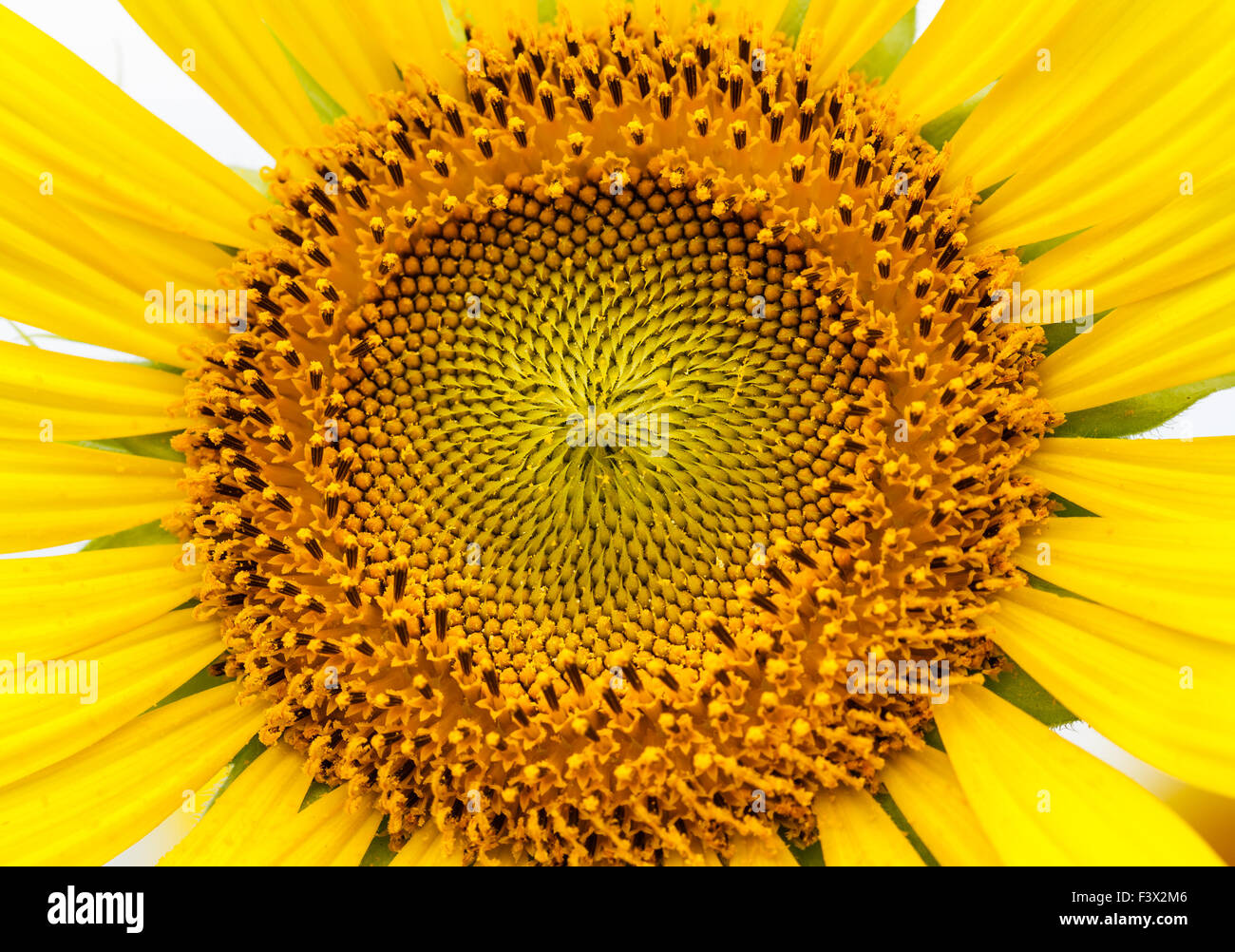 Sunflowers in garden close up Stock Photo - Alamy