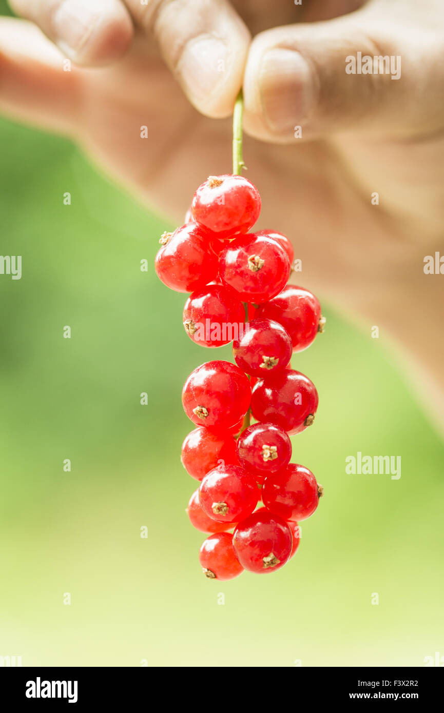 Bushes color edible fruit hi-res stock photography and images - Alamy