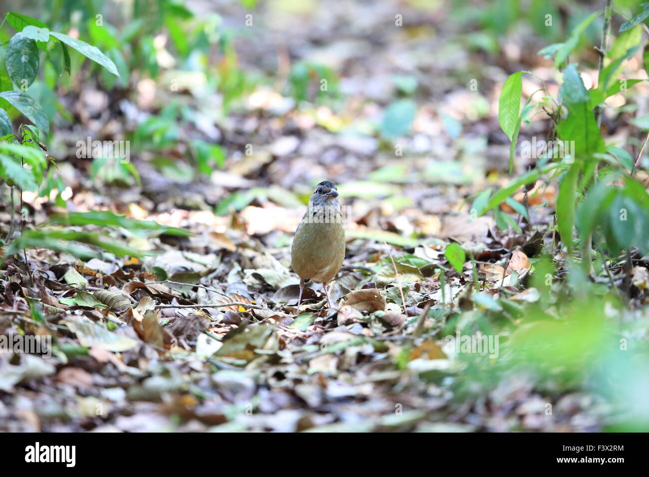 Giant pitta (Hydrornis caeruleus) male in Borneo Stock Photo - Alamy
