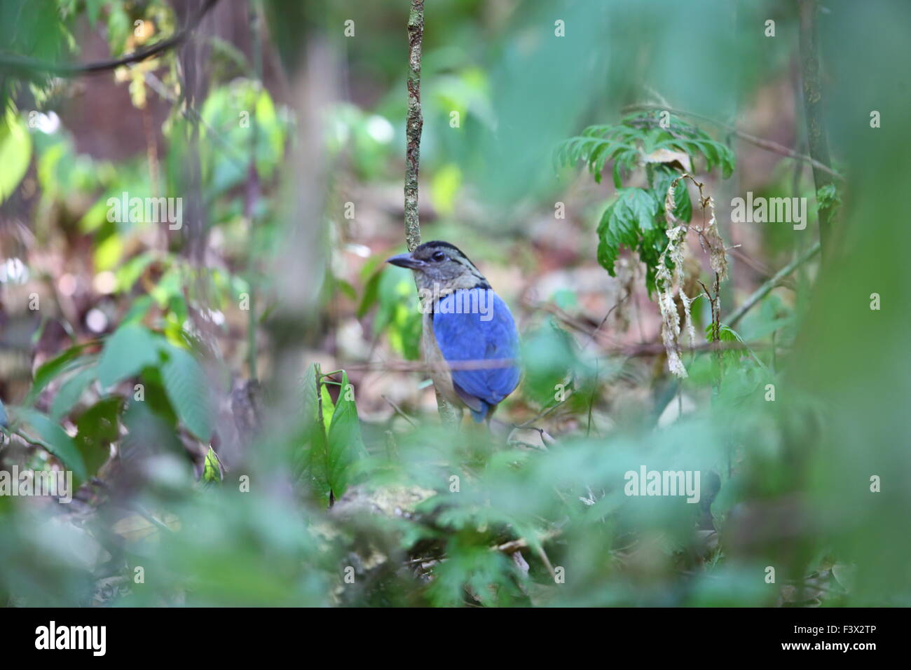 Giant pitta (Hydrornis caeruleus) male in Borneo Stock Photo - Alamy