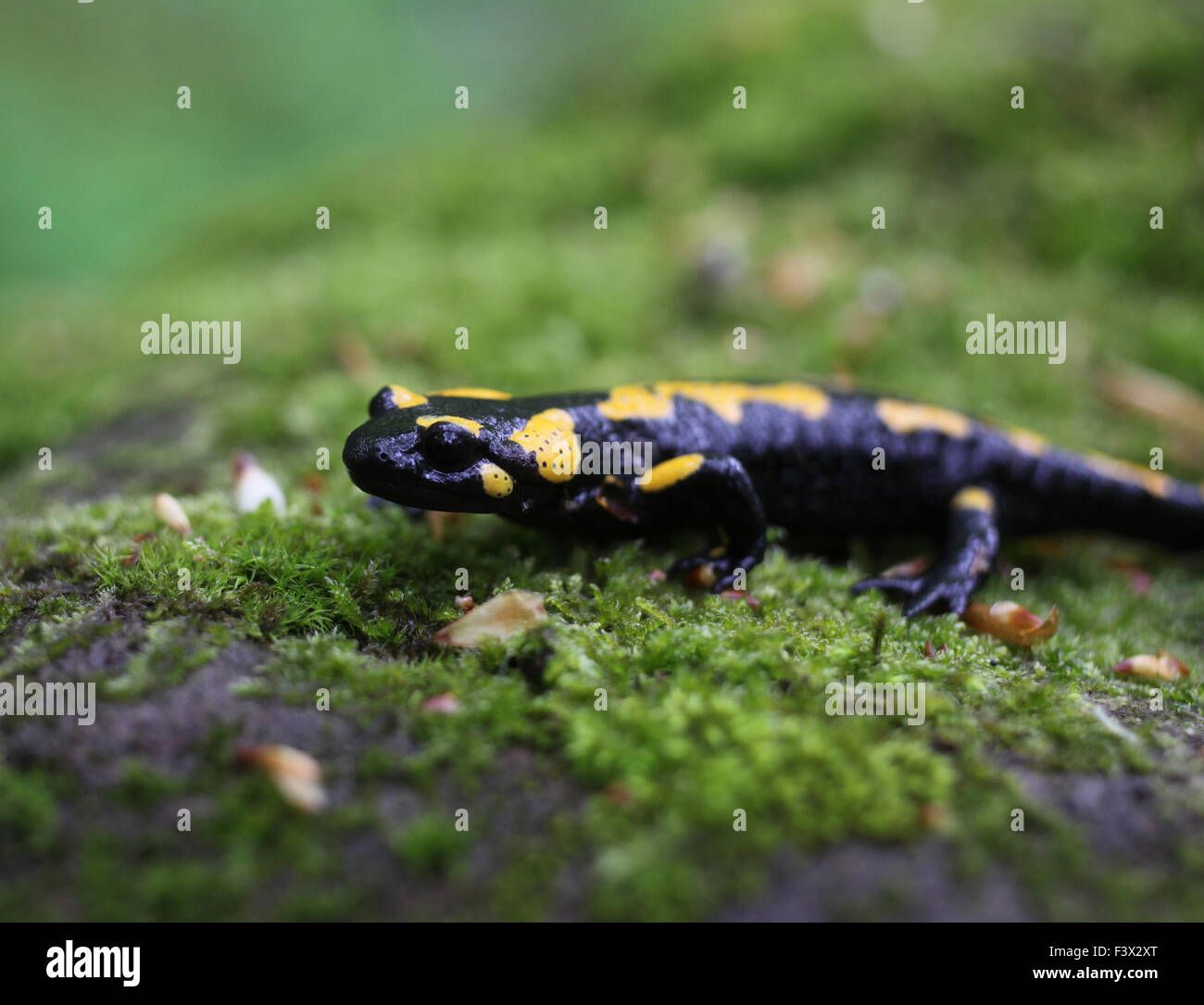 Fire salamander side view hi-res stock photography and images - Alamy