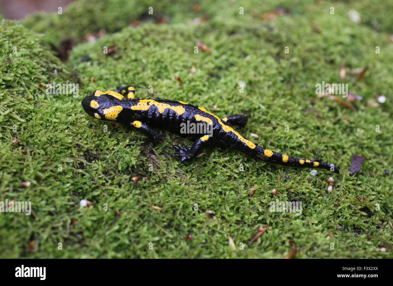 Fire salamander side view hi-res stock photography and images - Alamy