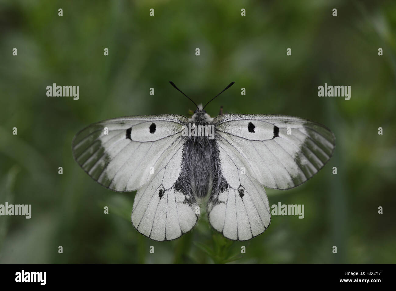 at rest with wings open Hungary May 2015 Stock Photo - Alamy