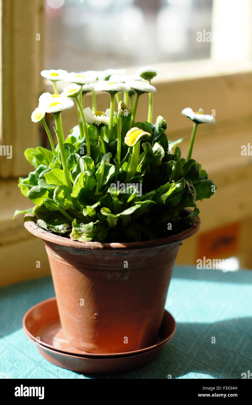 Flowers in the pot on the table Stock Photo - Alamy