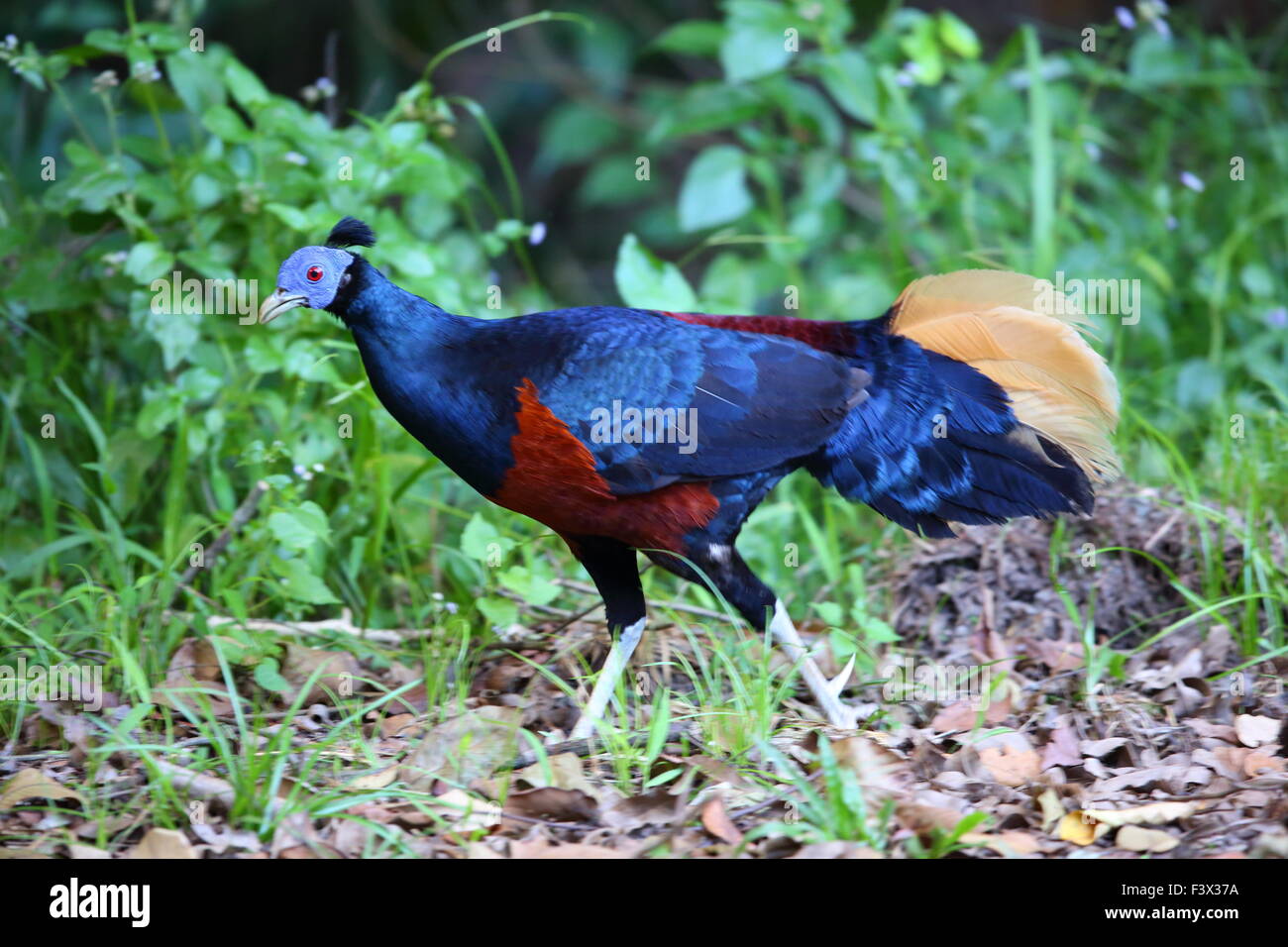 Crested fireback pheasant (Lophura ignita) in Borneo, Malaysia Stock ...