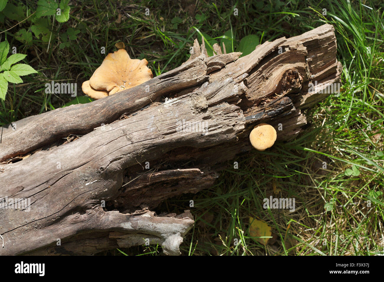 Punk tree hi-res stock photography and images - Alamy