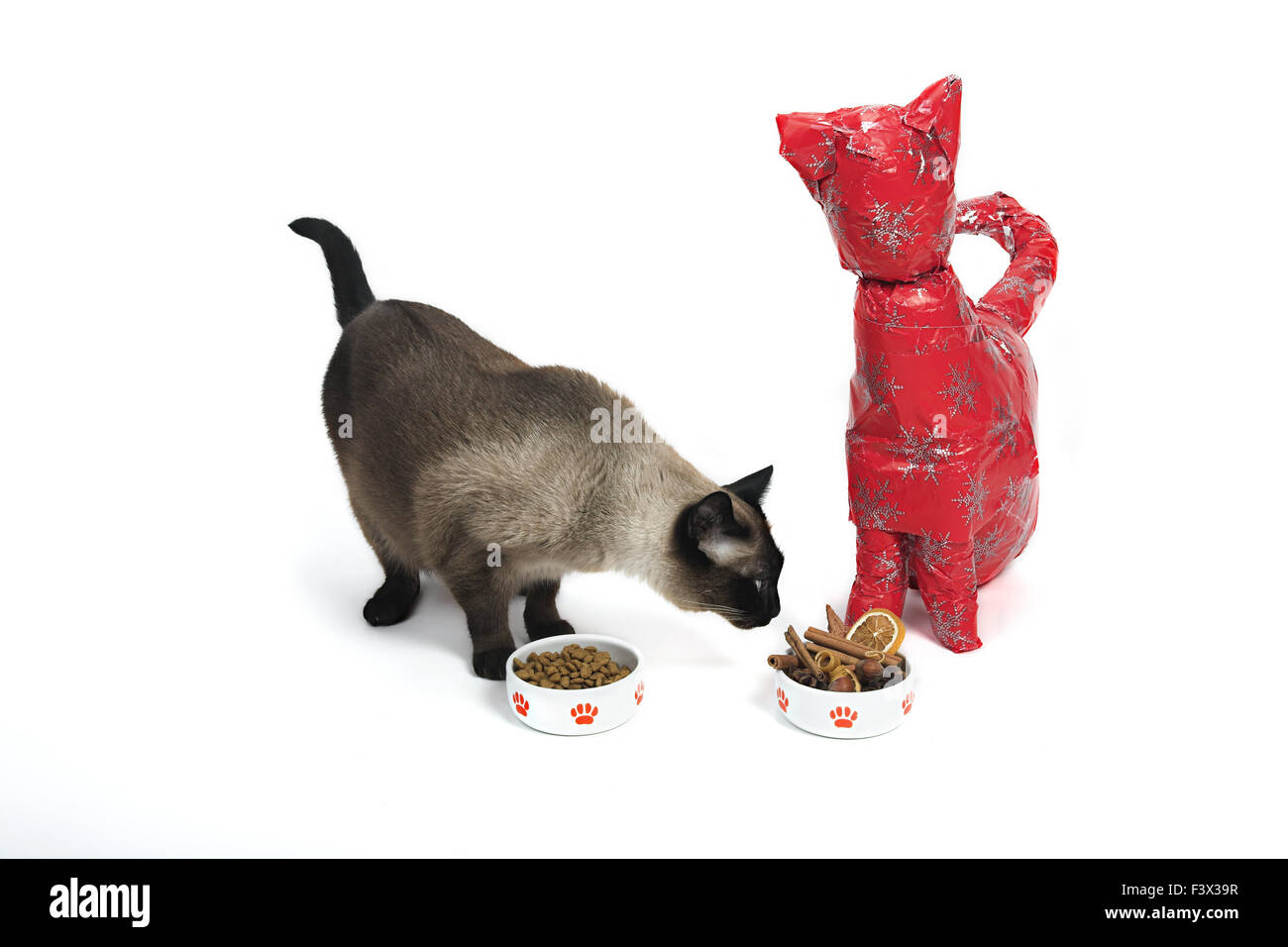 Dummy cat in Christmas paper and cat Stock Photo - Alamy