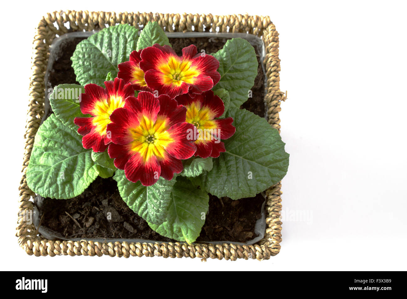 Polyanthus or primrose Cut Out Stock Images & Pictures - Alamy