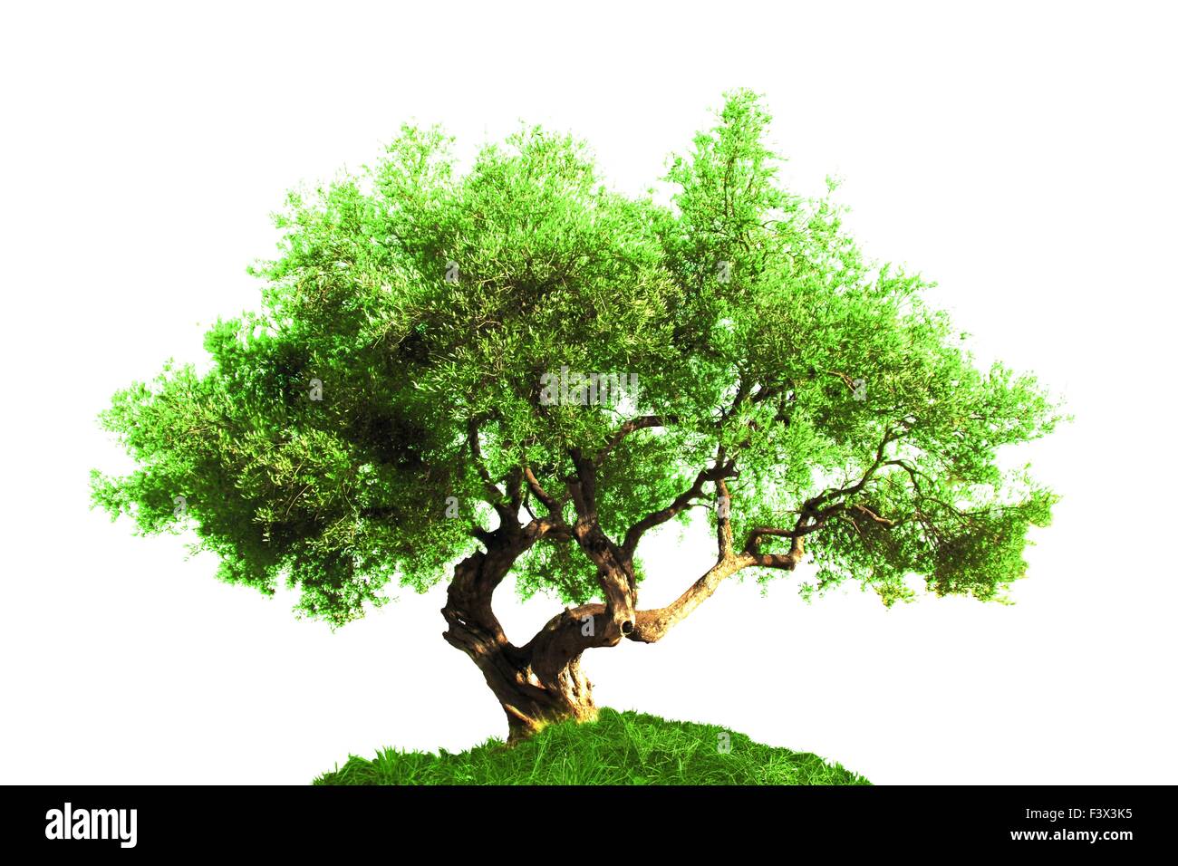 old tree - isolated Stock Photo - Alamy