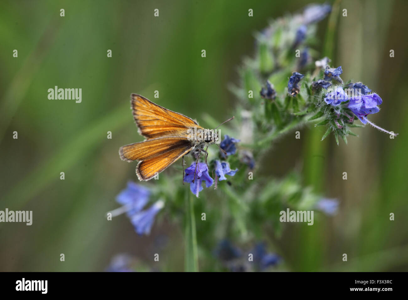 Large skipper male feeding on vipers bulgloss hungary June 2015 Stock ...