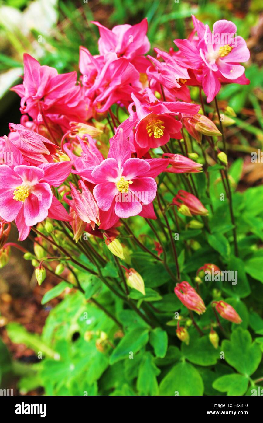 Columbine - red Stock Photo - Alamy