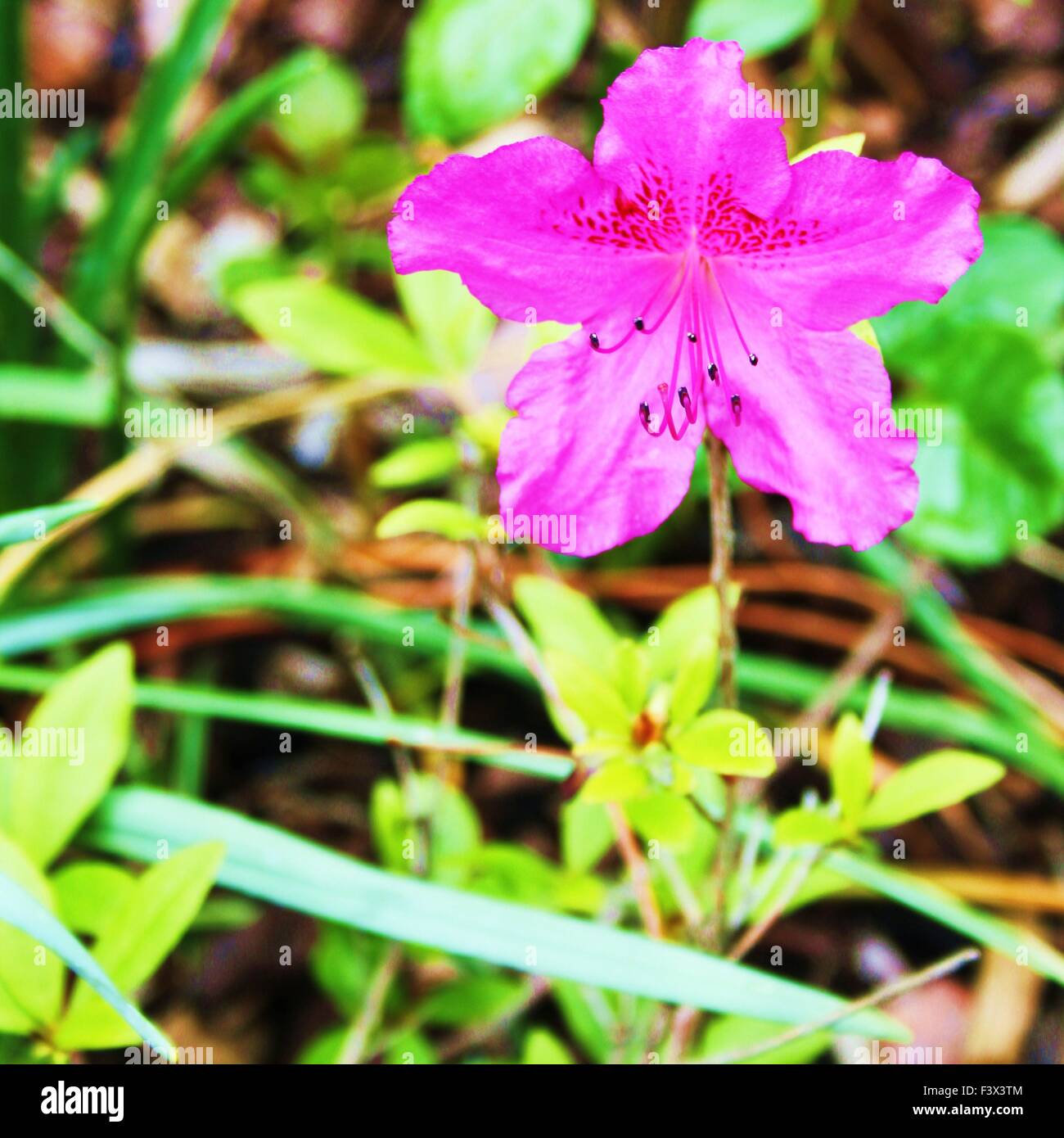 Japanischer rhododendron hi-res stock photography and images - Alamy