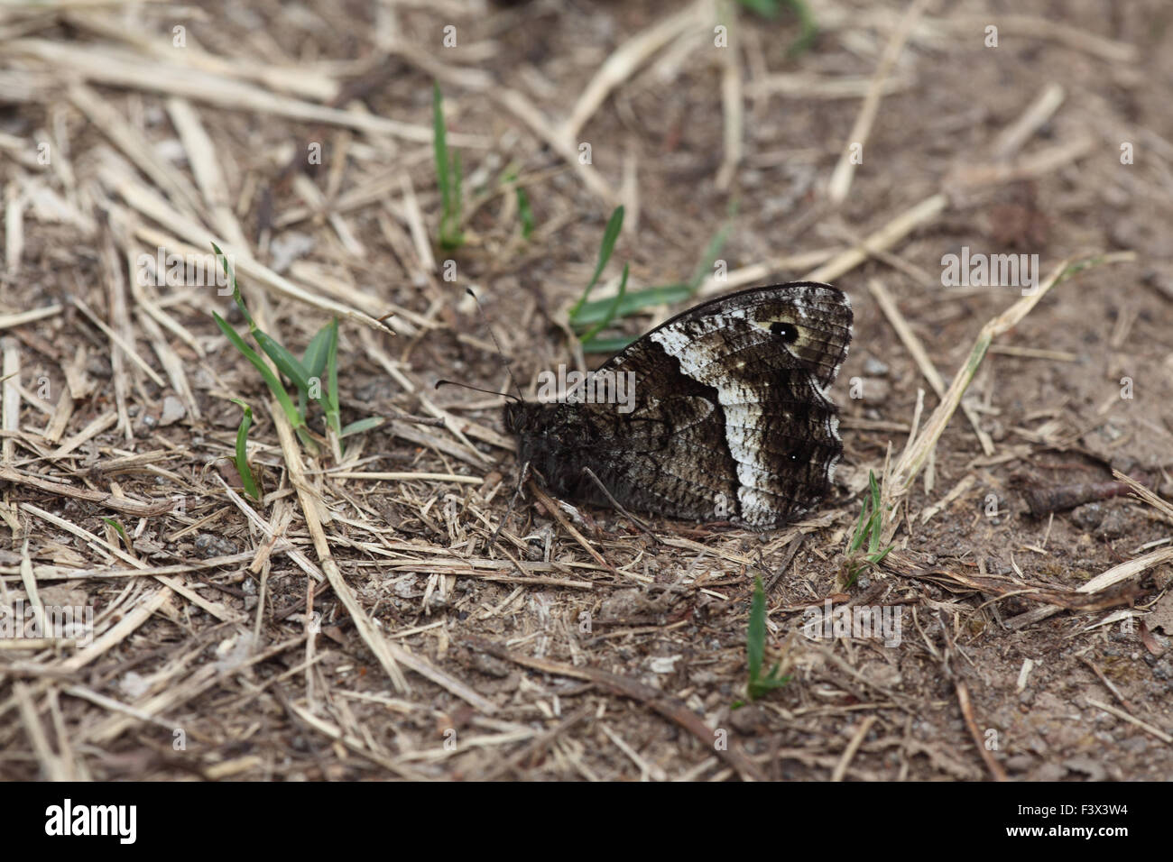 Great banded grayling At rest on forest track Hungary June 2015 Stock ...