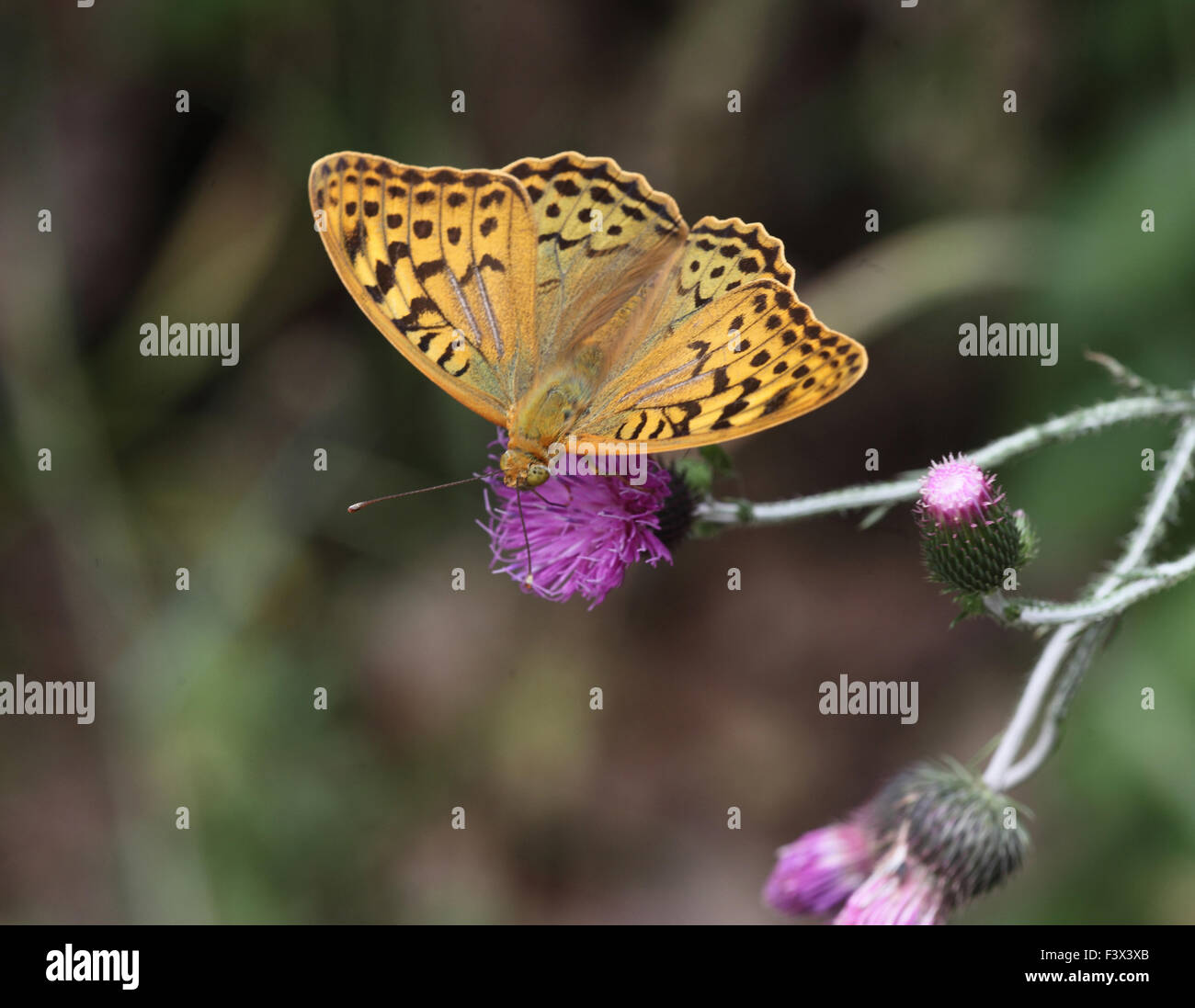 female taking nectar from thistle Hungary June 2015 Stock Photo - Alamy