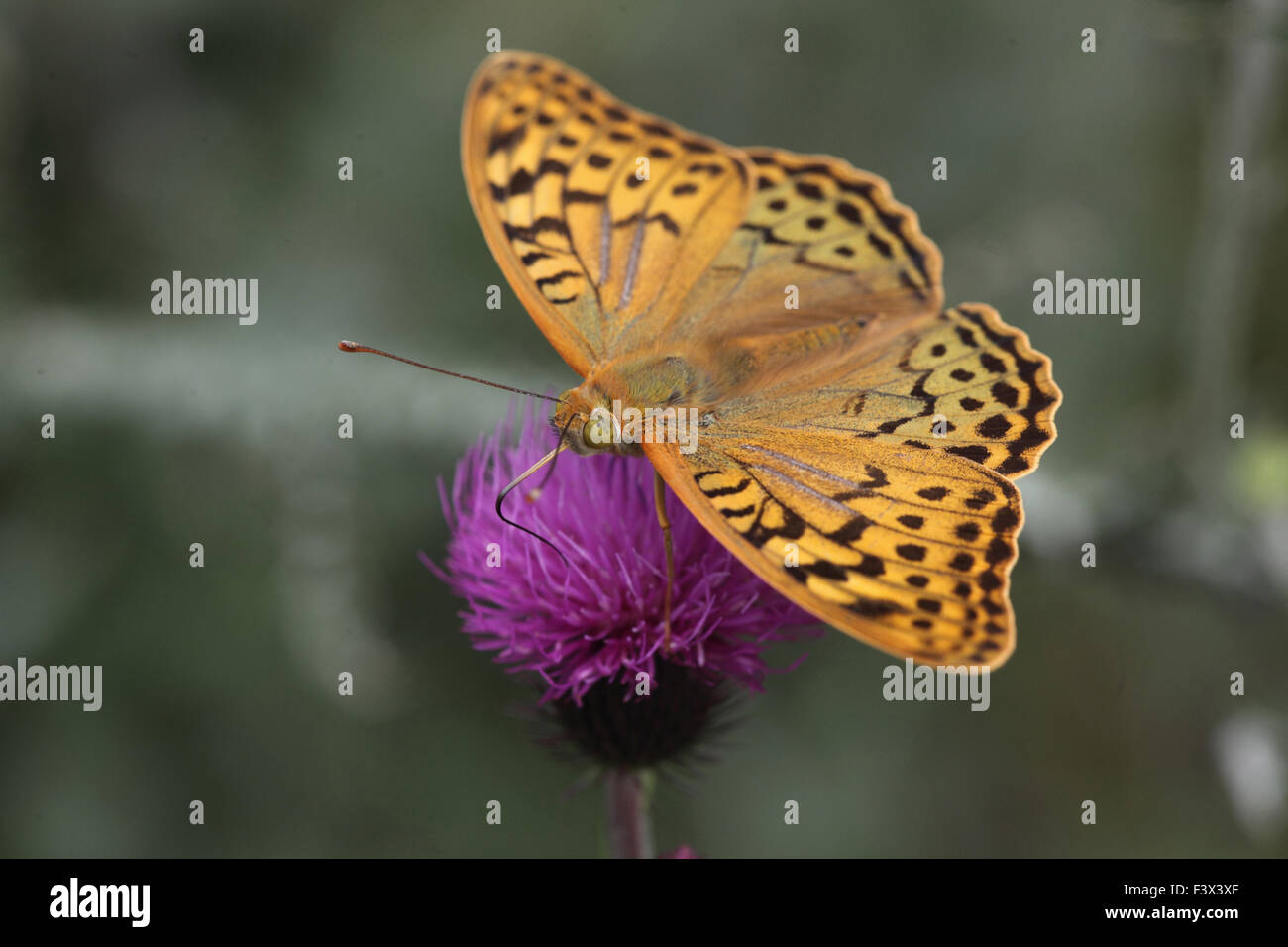 Pandorina hi-res stock photography and images - Alamy