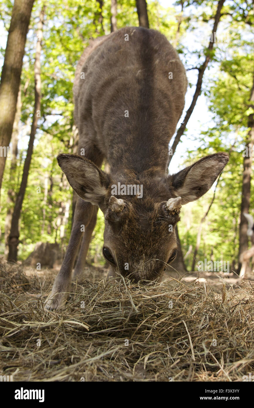 female Japanese deer [Cervus nippon] Stock Photo - Alamy
