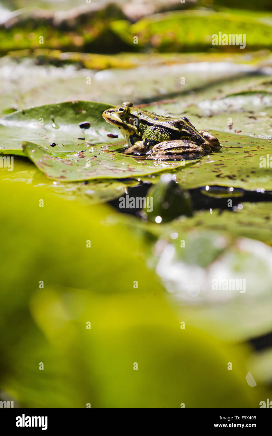 Green frogs pelophylax esculentus hi-res stock photography and images ...